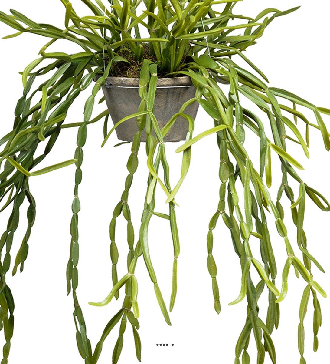 Rhipsalis artificiel, cactus gui, suspendu L 55 cm | Artificielles.com